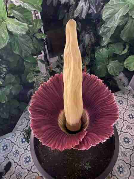 Dexter Resident Cultivates Bloom of the Century with Endangered Corpse ...