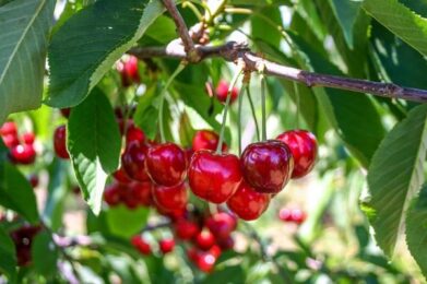 Michigan's Love Affair with Cherries in 14 Juicy Facts - The Sun Times News