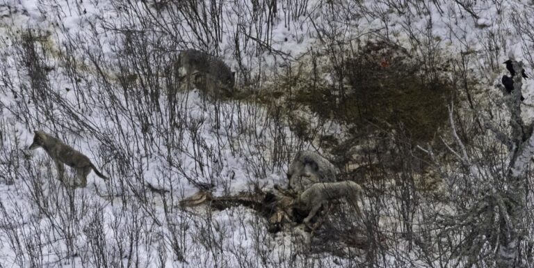 Isle Royale Wolf and Moose Populations in a Delicate Balance - The Sun ...