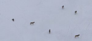 Isle Royale Wolf and Moose Populations in a Delicate Balance - The Sun ...