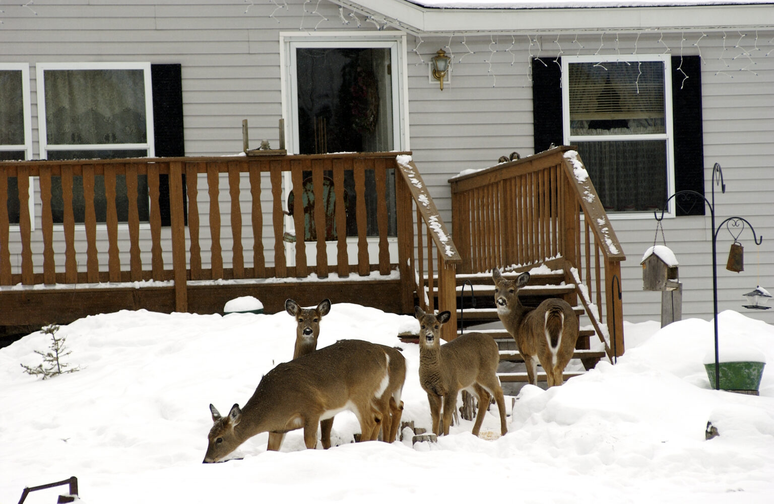 Saline City Council Tackles Rising Deer Population with New Management ...