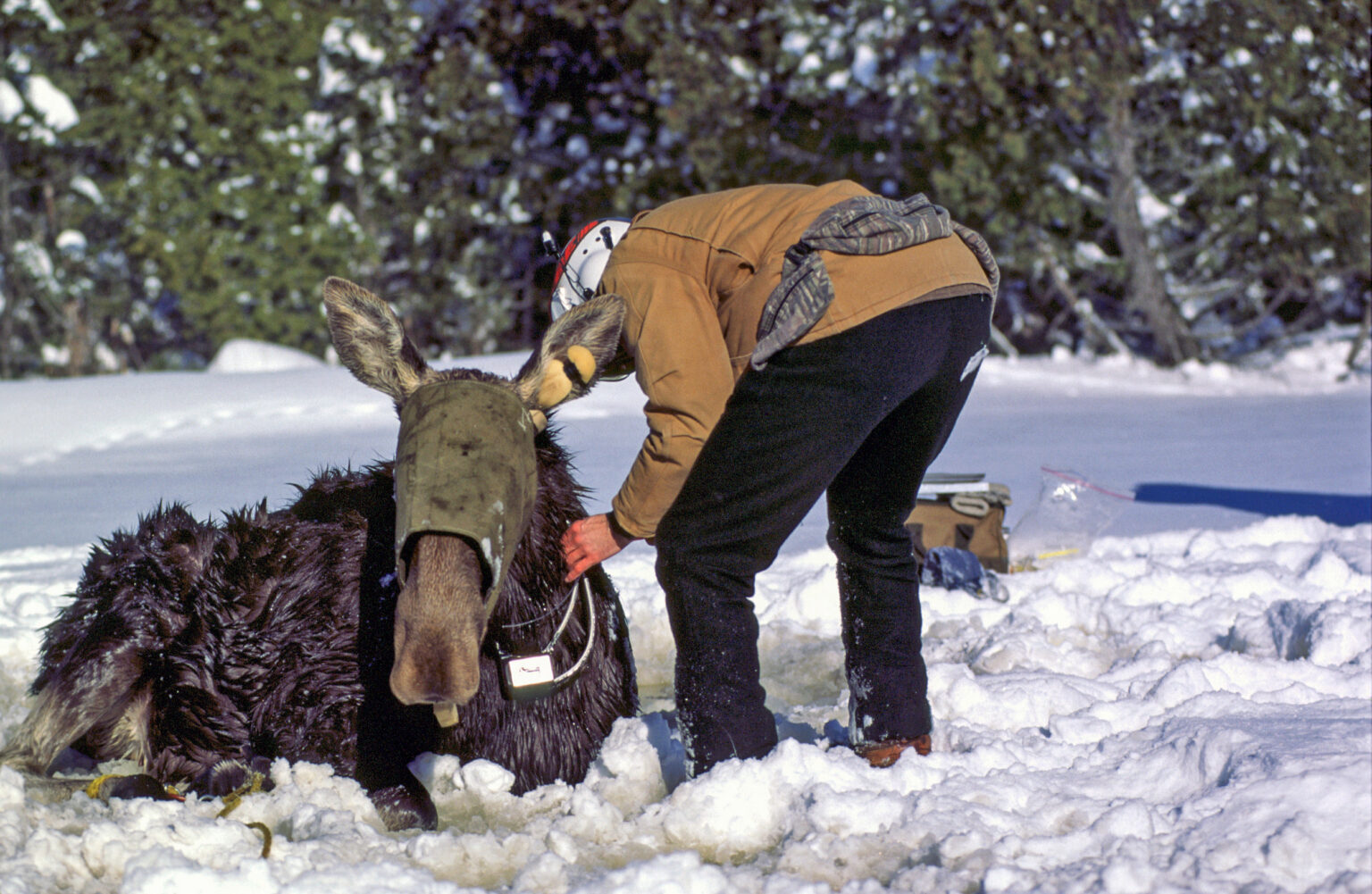 How Many Moose Are on the Loose in Michigan’s U.P.? - The Sun Times News