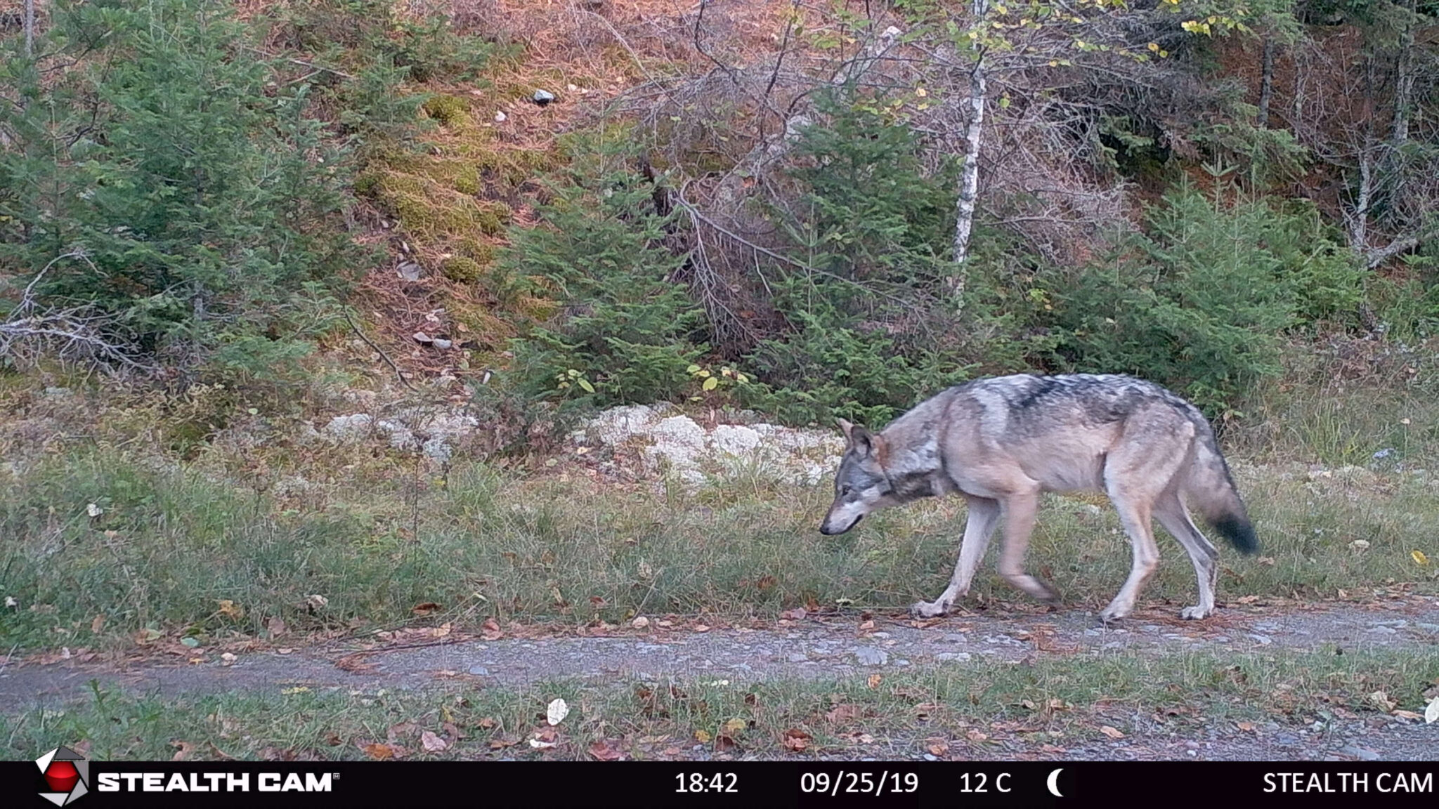 Counting Wolves in the Lower Peninsula - The Sun Times News