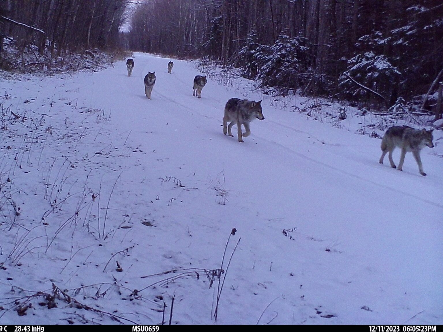 Counting Wolves in the Lower Peninsula - The Sun Times News