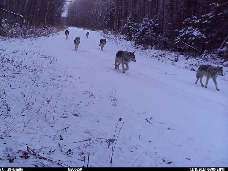 Counting Wolves in the Lower Peninsula - The Sun Times News