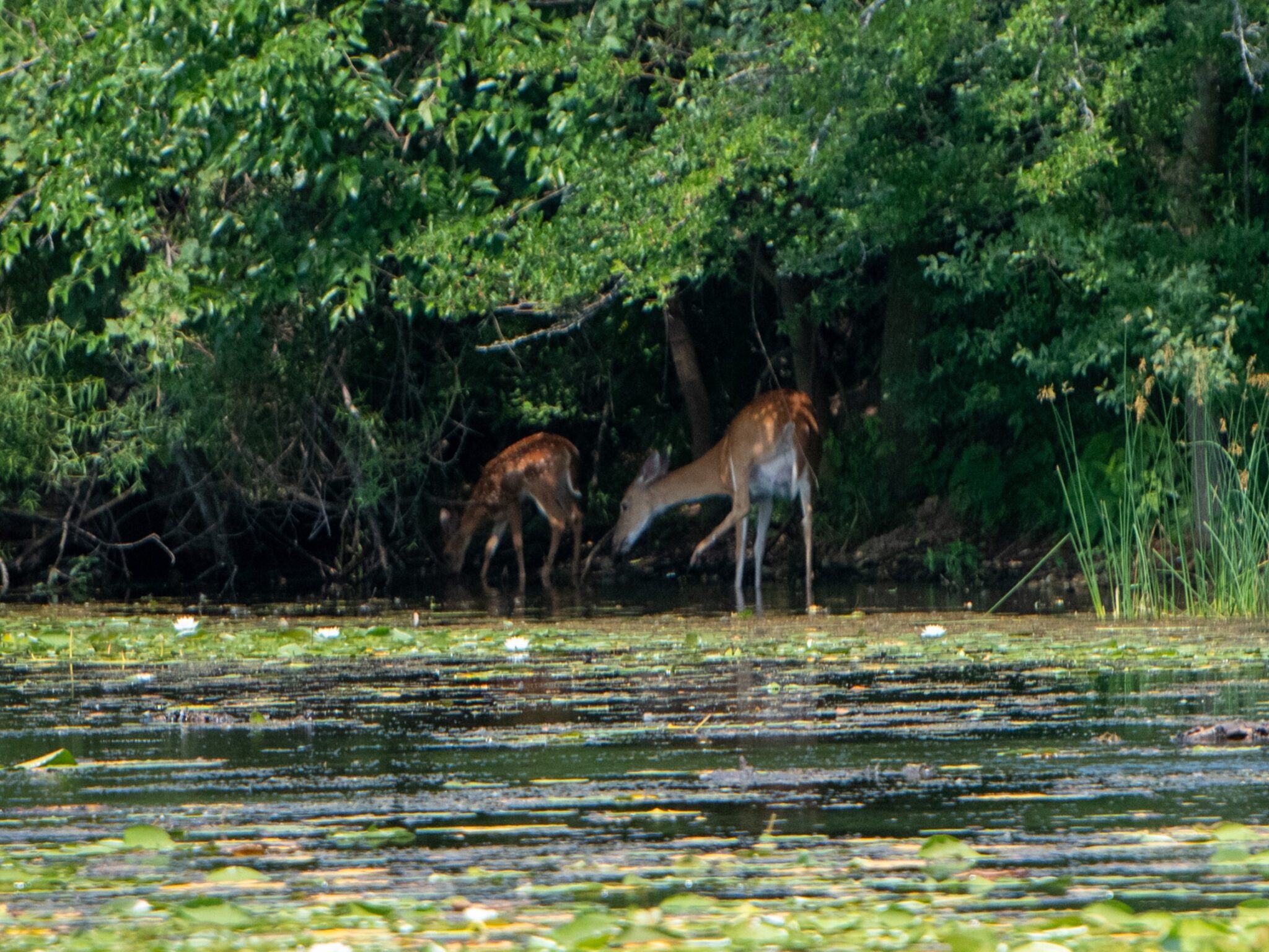 First CWD-Positive Wild Deer Reported in Washtenaw County - The Sun ...