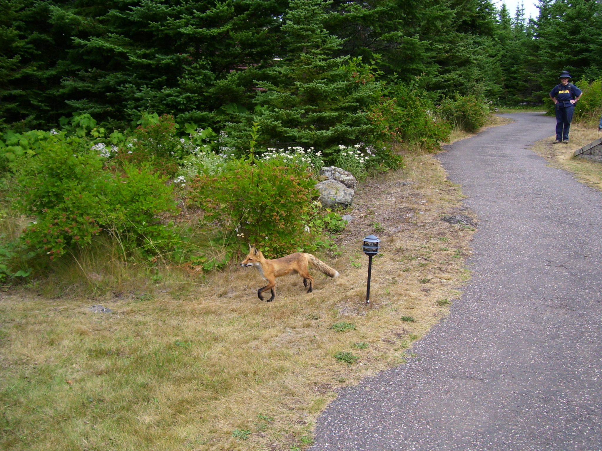 Foxes on Isle Royale Rely on Humans in Summer, Wolves in Winter, Study ...