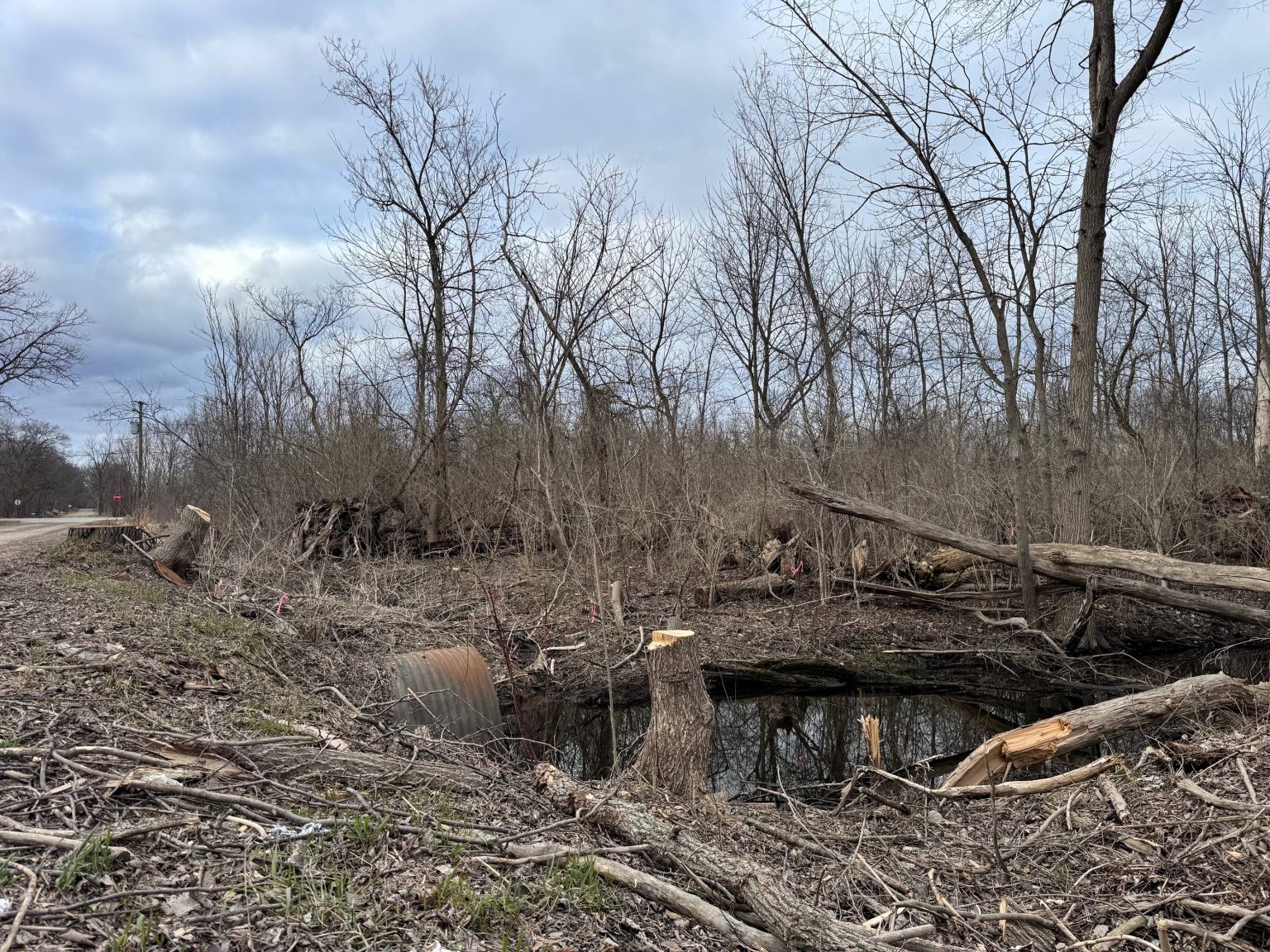 Why Trees Are Coming Down Along Zeeb Road - The Sun Times News