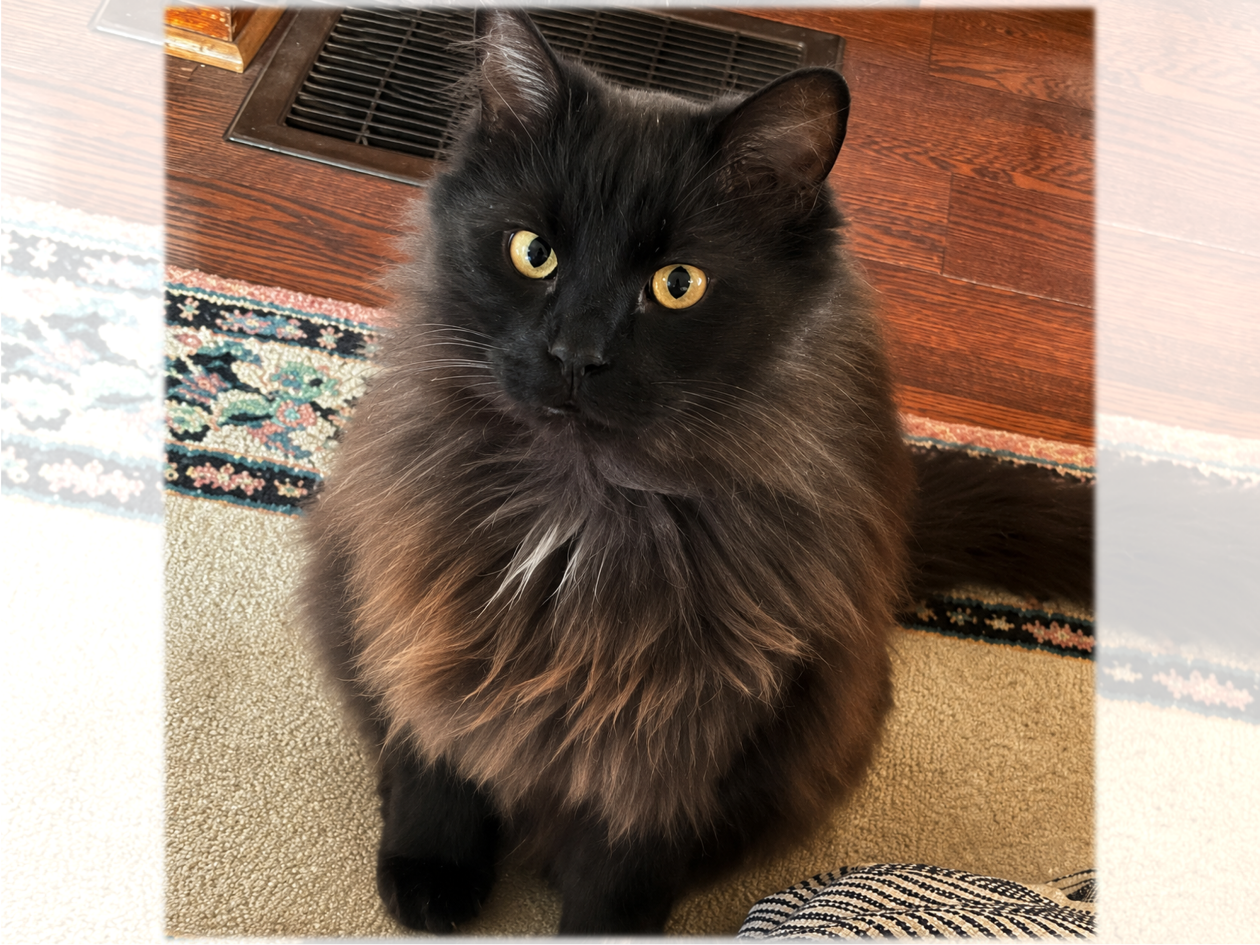 Chelsea Family Cat's Death Under Investigation by Humane Society - The ...